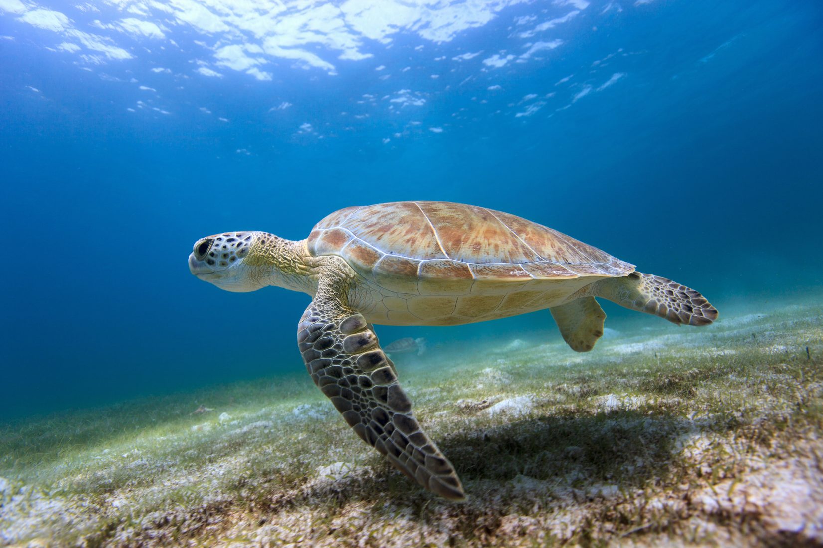 All The Reasons You Should Visit St. Thomas | Royal Caribbean Blog